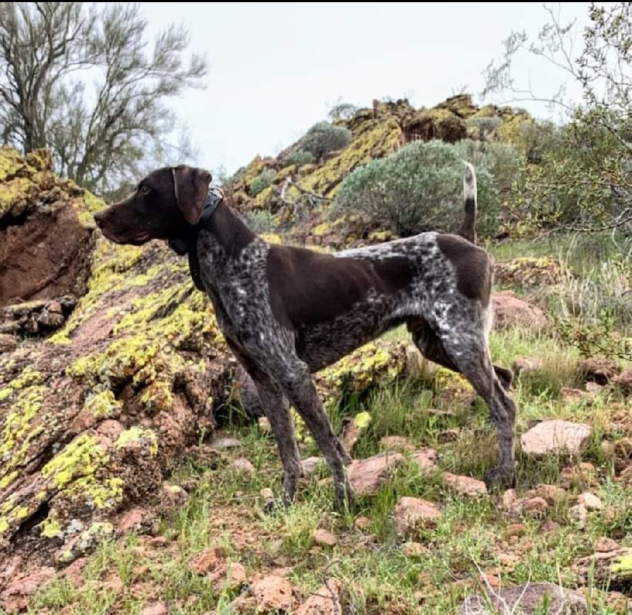 FIELDMASTERS SHORTHAIRS - 11-1-23 Whizz earns JAM @ GSPCA National Gun ...